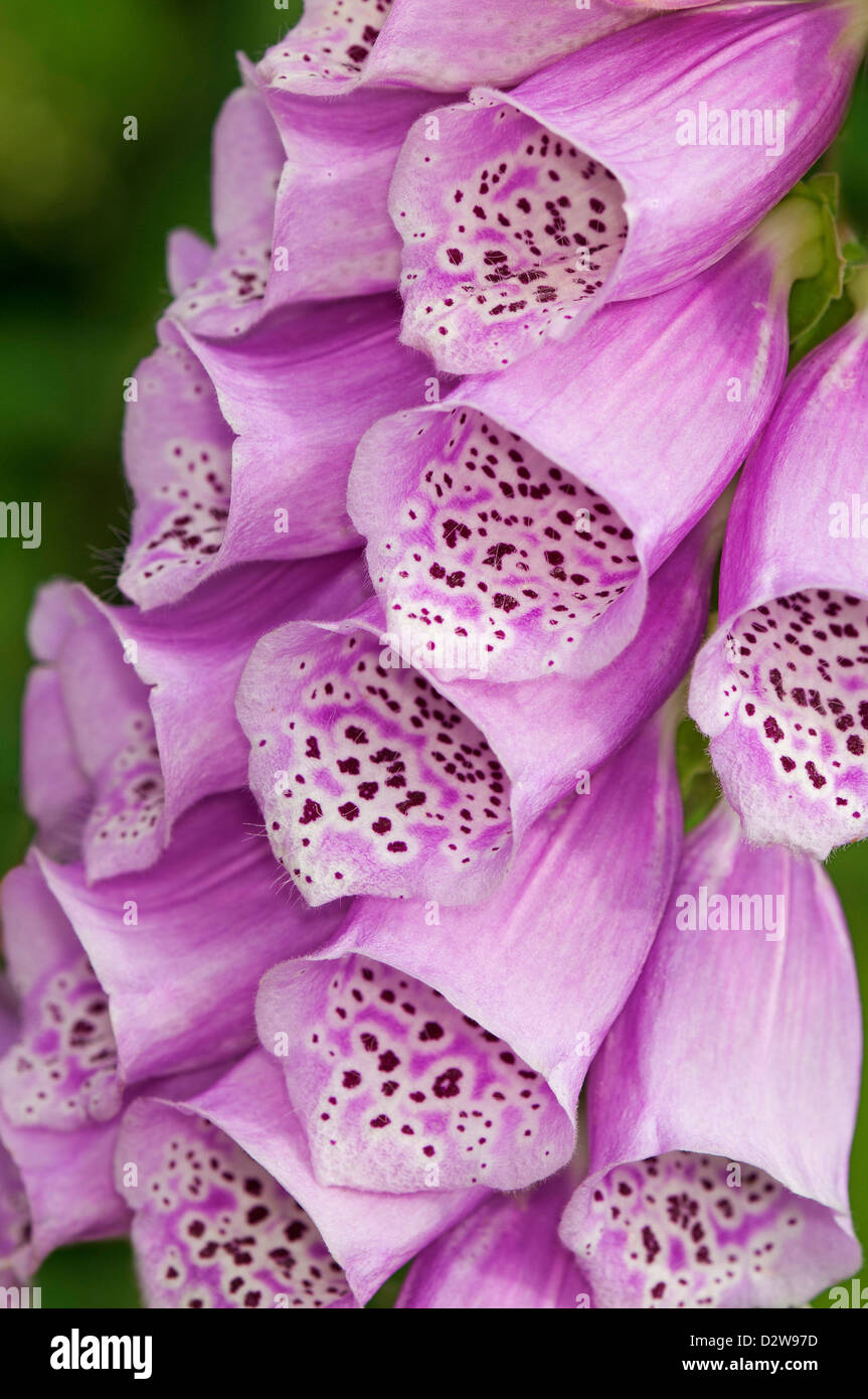 Family plantaginaceae hi-res stock photography and images - Alamy