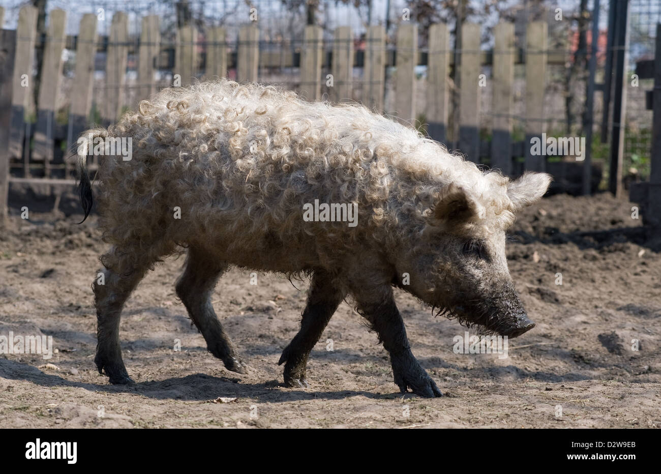 Kremmen, Germany, mangalica pig Stock Photo - Alamy