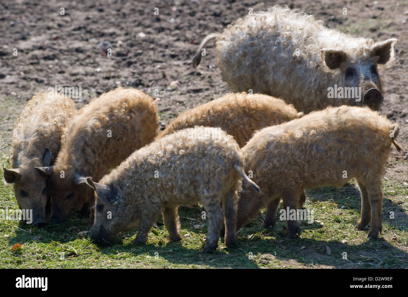 Mangalitsa pigs hi-res stock photography and images - Alamy