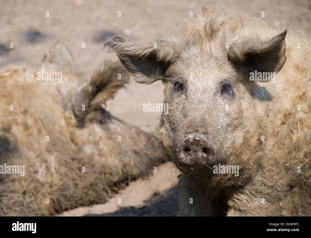 Mangalitsa pigs hi-res stock photography and images - Alamy