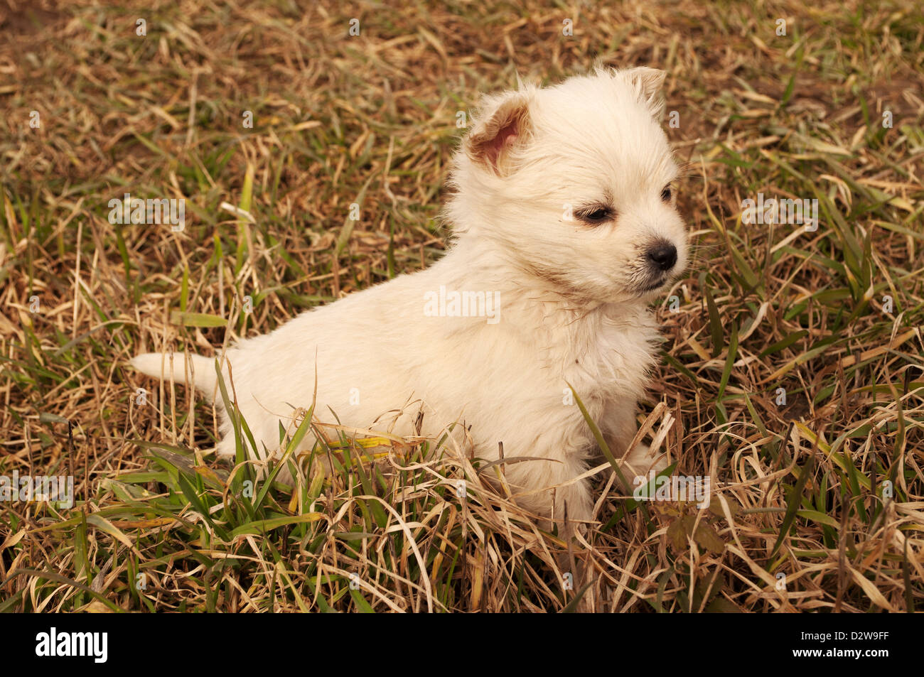 Little fluffy puppy dog hi-res stock photography and images - Alamy