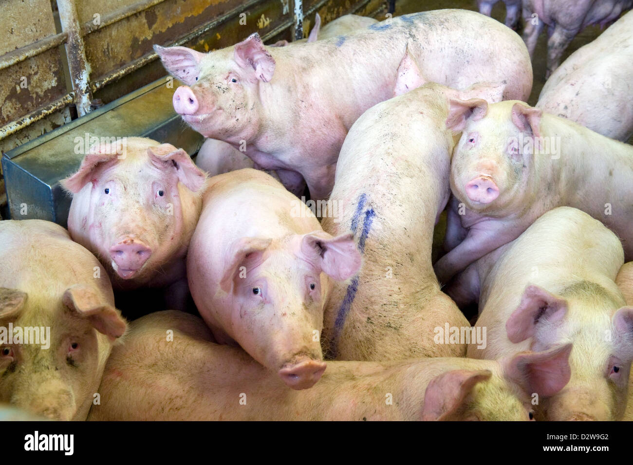 Pig inside the fence hi-res stock photography and images - Alamy
