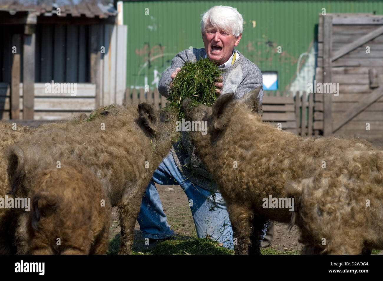 Kremmen, Germany, Michael Beuthe pig while feeding two Mangalica pigs ...