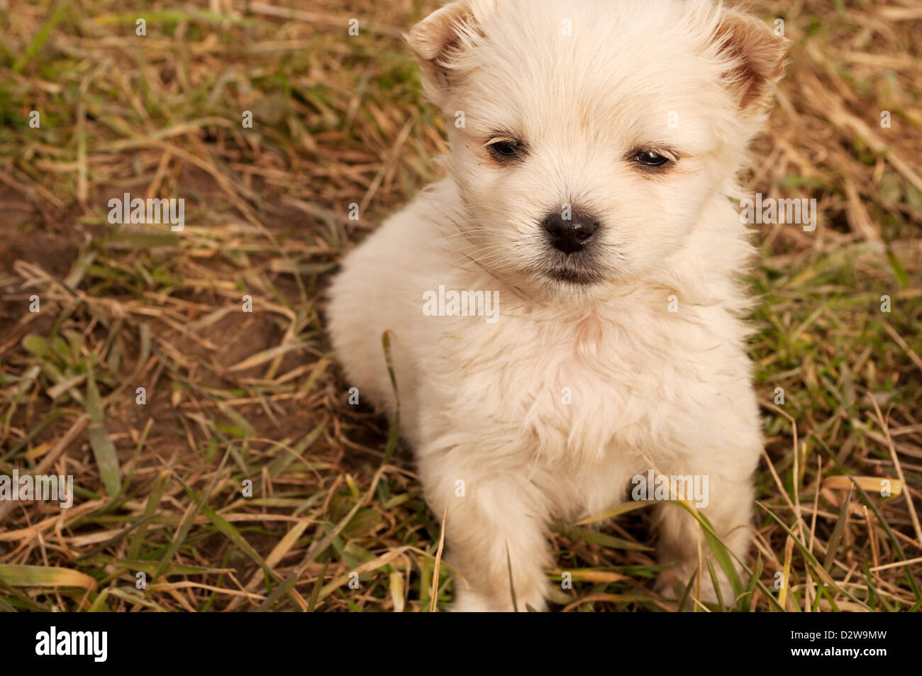 Adorable little puppy on hi-res stock photography and images - Alamy