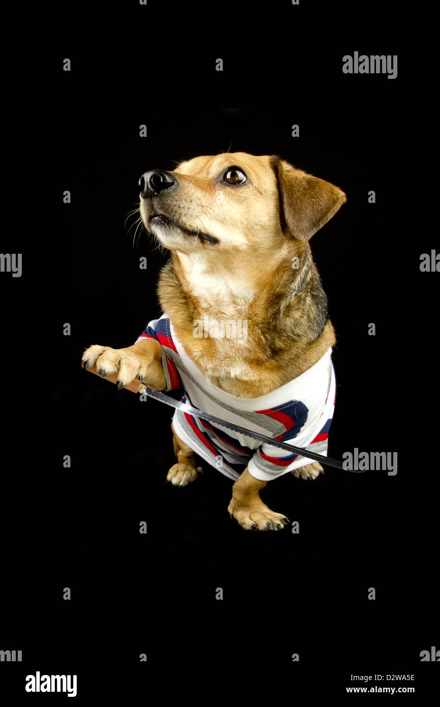 warrior dog and sword Stock Photo - Alamy