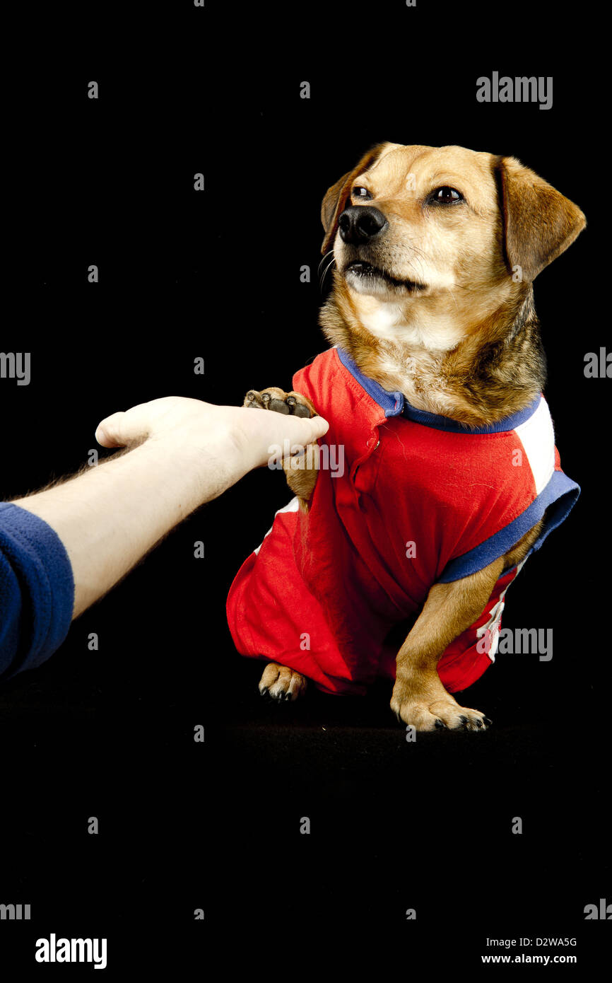 Lab dog isolated profile hi-res stock photography and images - Alamy