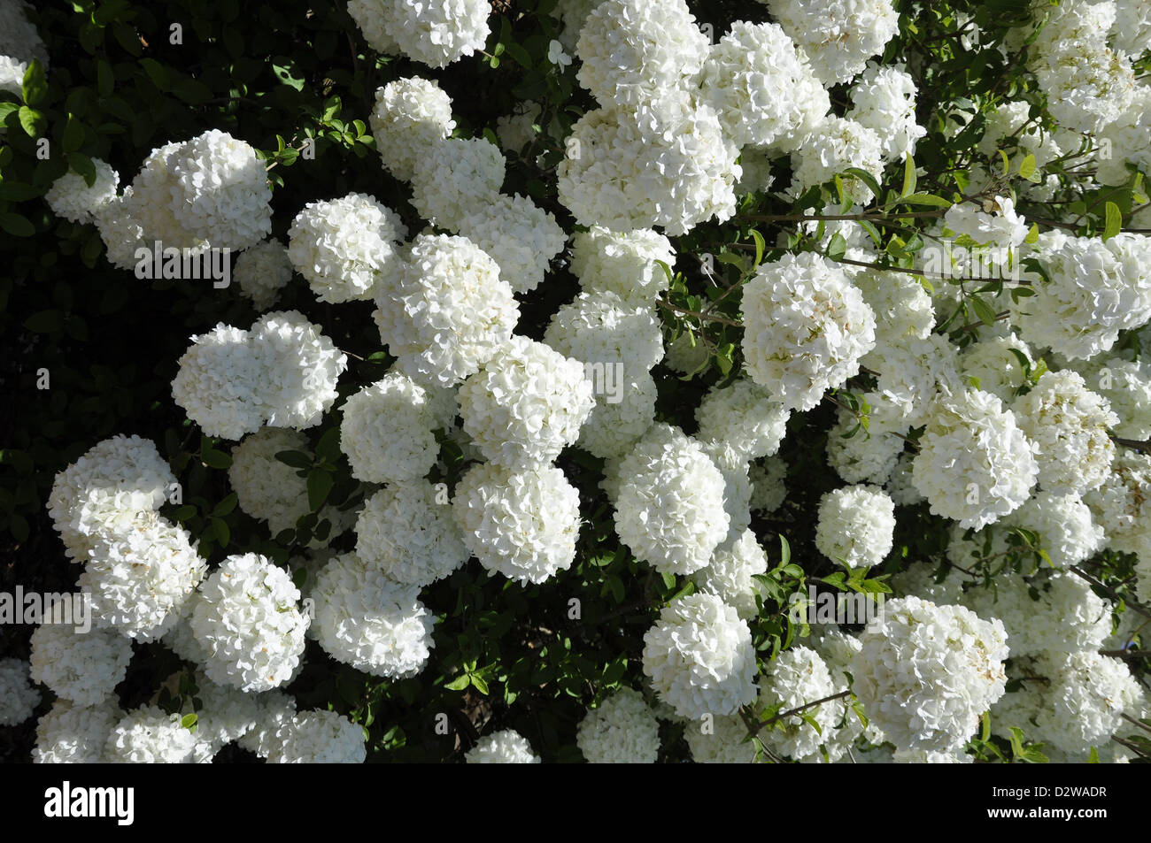 Snowball bush (Viburnum opulus Stock Photo - Alamy