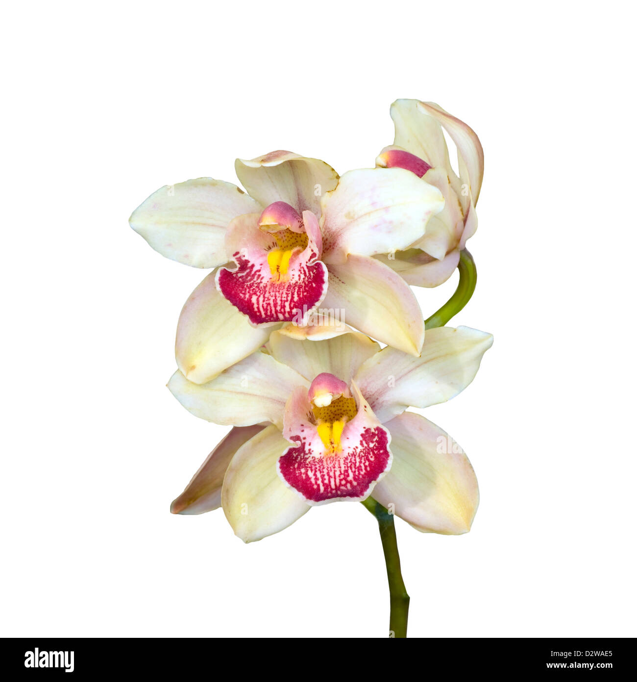 White Cymbidium Orchid