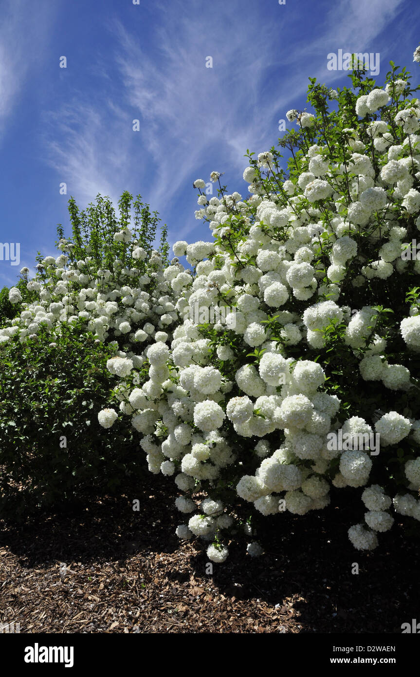 Snowball bush (Viburnum opulus Stock Photo - Alamy