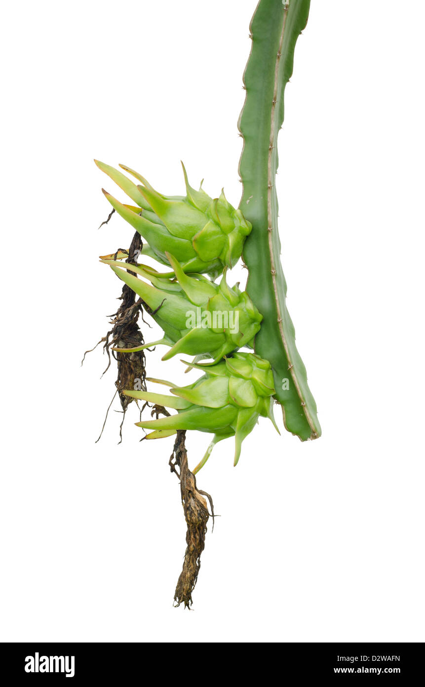 Hanging dragon Cut Out Stock Images & Pictures - Alamy
