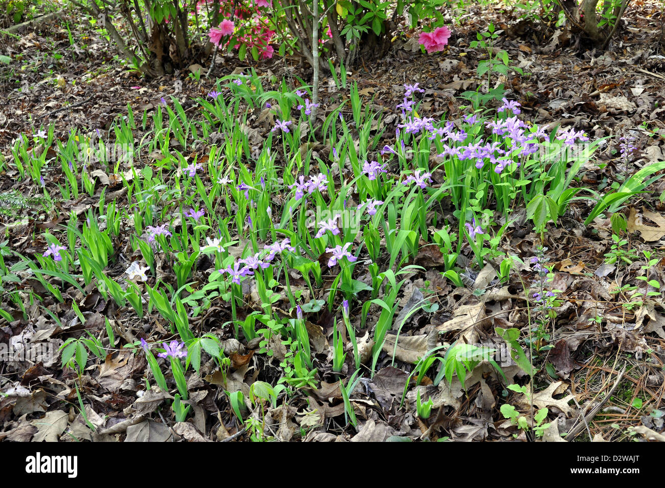 Iris lacustris hi-res stock photography and images - Alamy