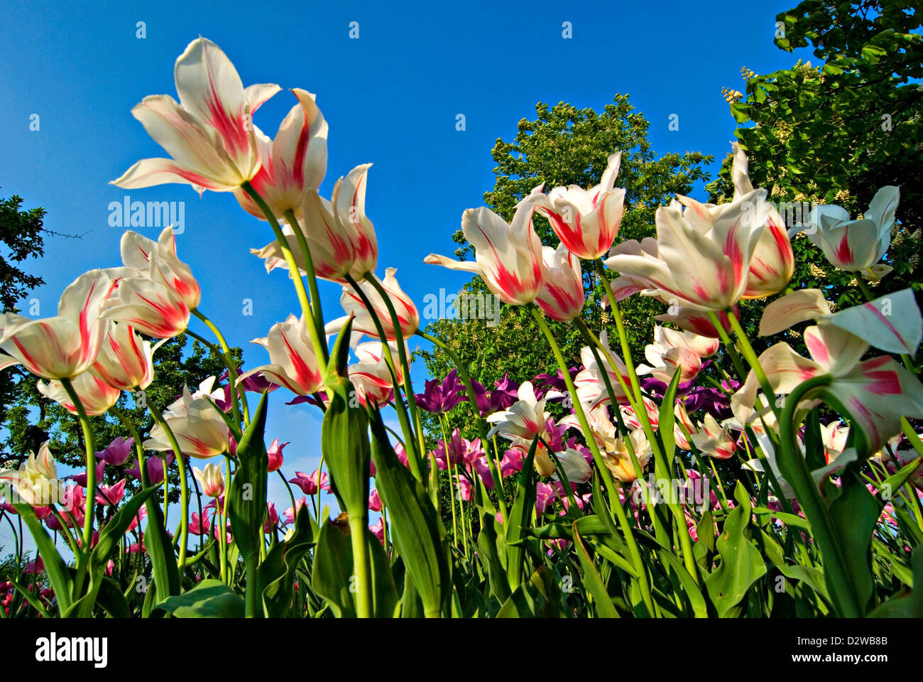 Berlin, Germany, blooming tulips on the Tulipan-in-Britz Garden Stock ...