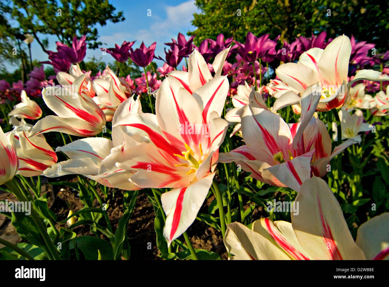 Berlin, Germany, blooming tulips on the Tulipan-in-Britz Garden Stock ...