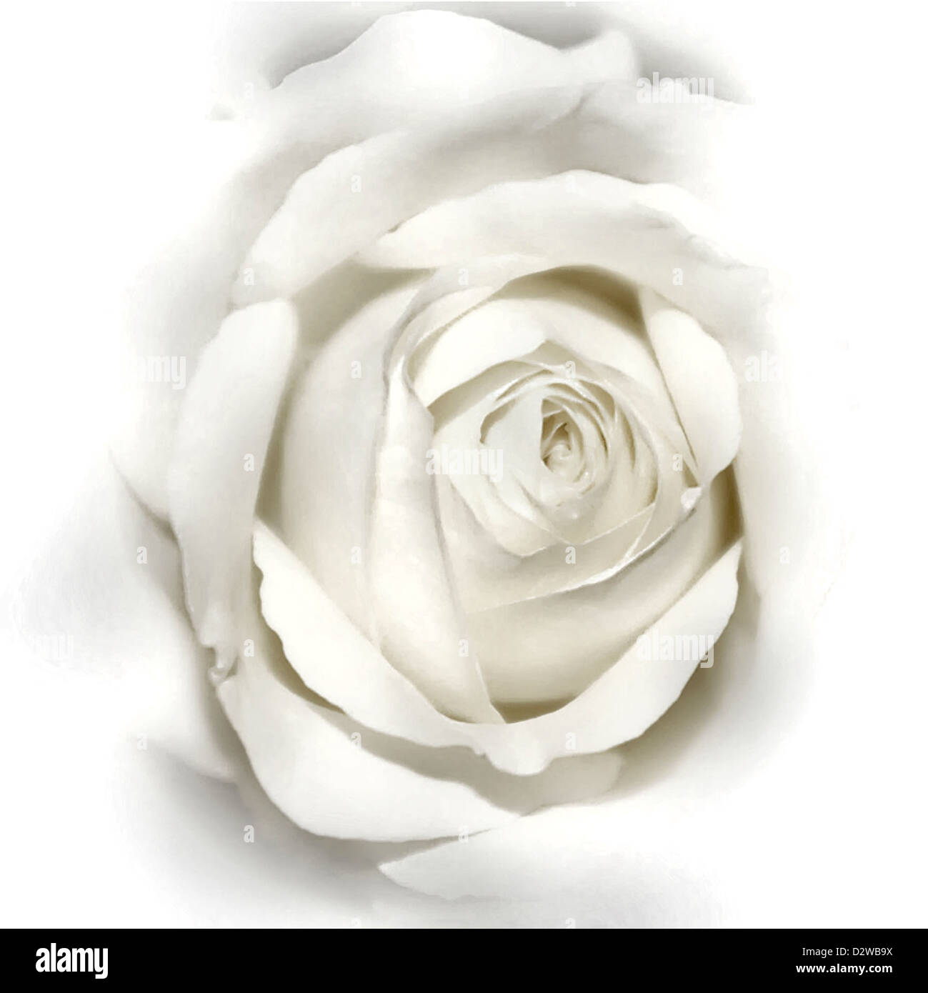 White Rose on a white background Stock Photo - Alamy