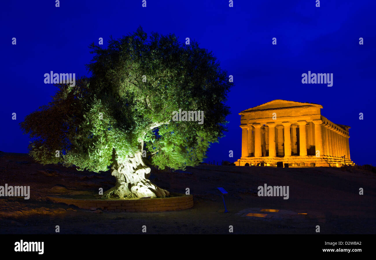 Olive tree & temple of Concorde in the valley of the temples in ...