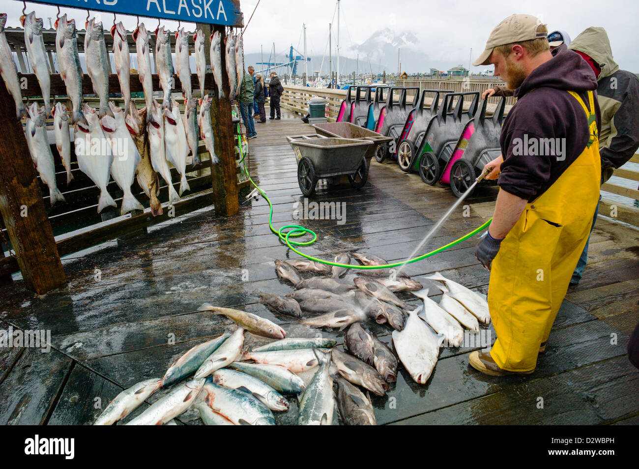 Charter fishing boat captains hang the catch of the day for customer ...