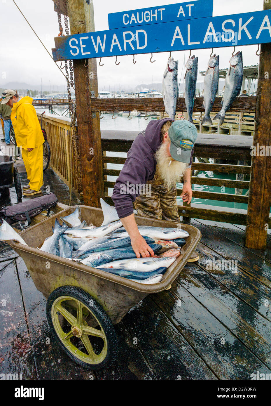 Charter fishing boat captains hang the catch of the day for customer ...