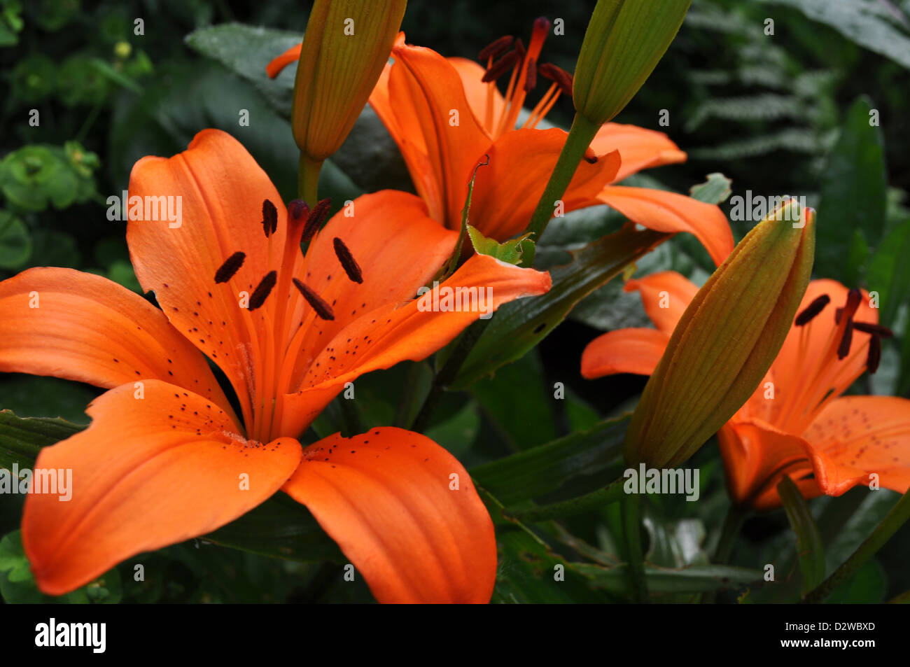 Large spotted petal hi-res stock photography and images - Alamy