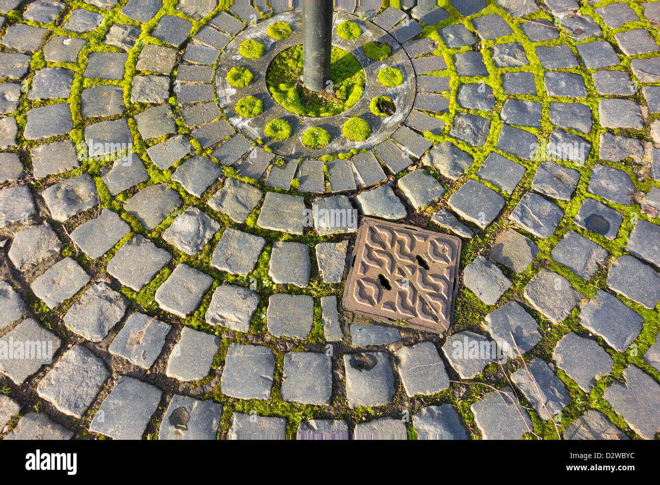 Moss growing through some cobble stone sets Stock Photo - Alamy