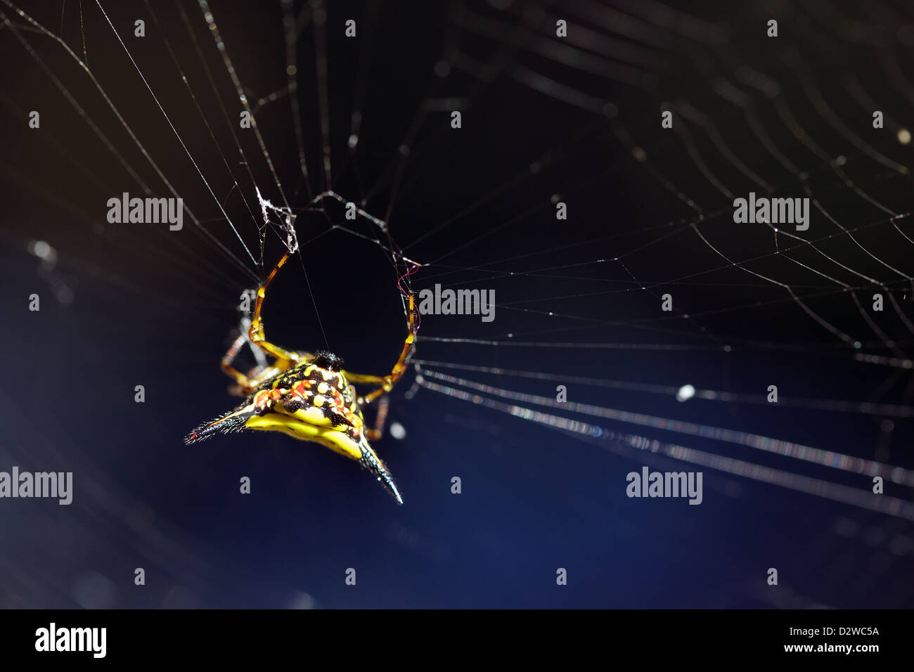 Spiny orb weavers spider macro, Thailand Stock Photo - Alamy