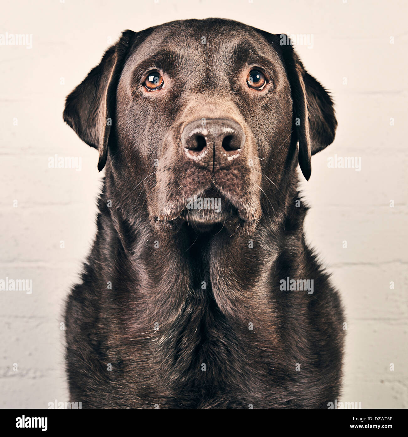 Handsome Chocolate Labrador Stock Photo - Alamy