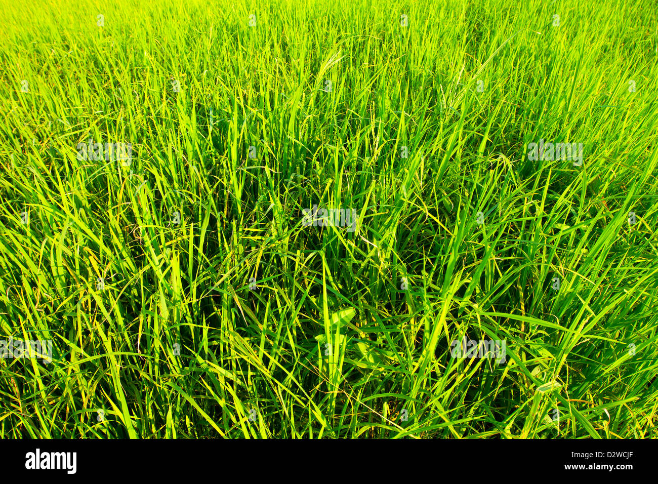 Grass meadow closeup with sunlight Stock Photo - Alamy
