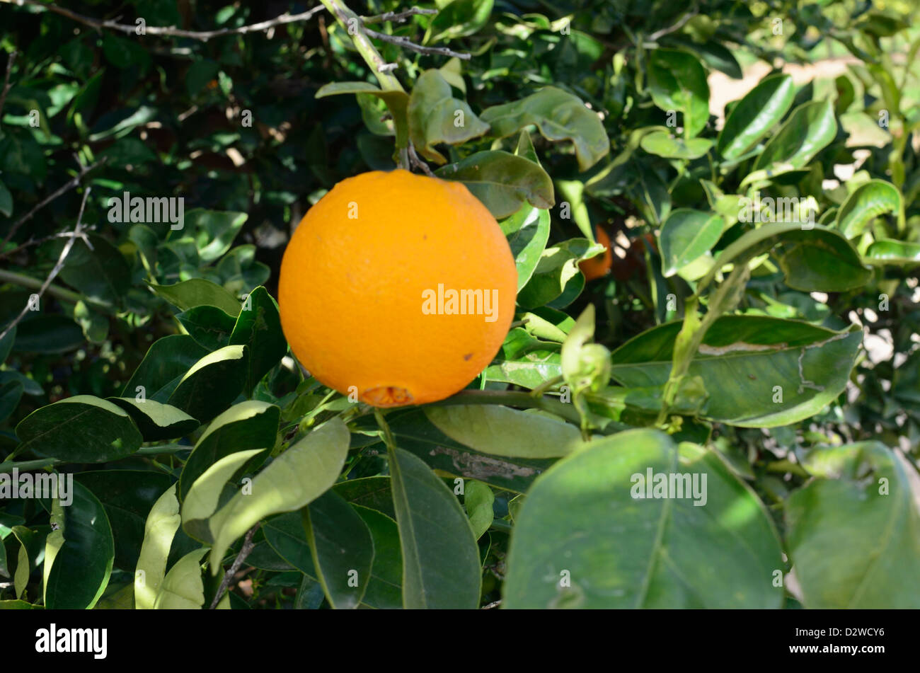Orange on tree in suburbs of city Valencia, Spain Stock Photo - Alamy