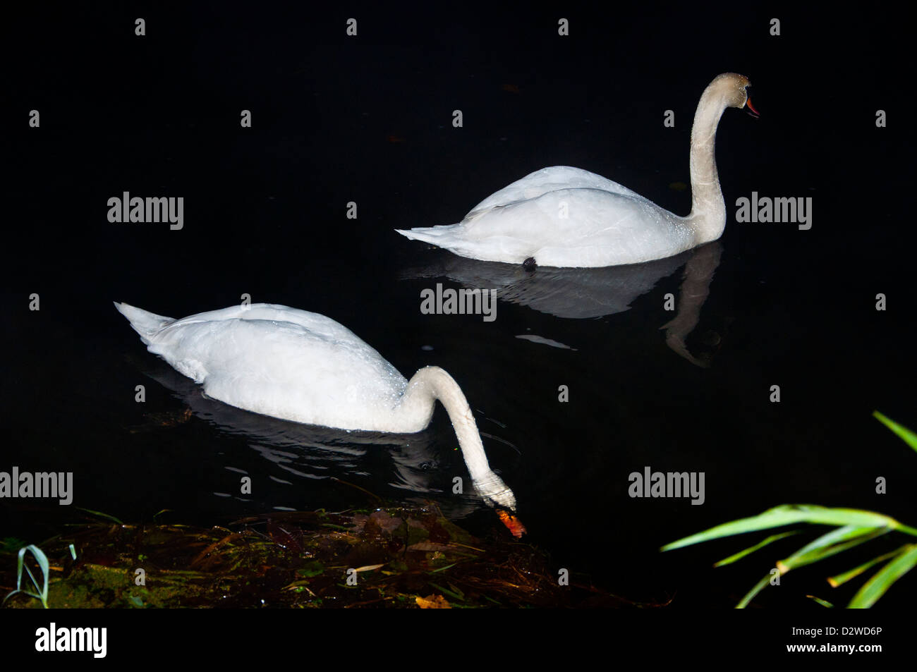 Swan feeding underwater Stock Photo - Alamy
