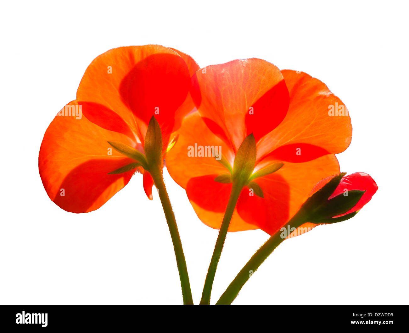 Posy of Pressed Flowers Stock Photo - Alamy