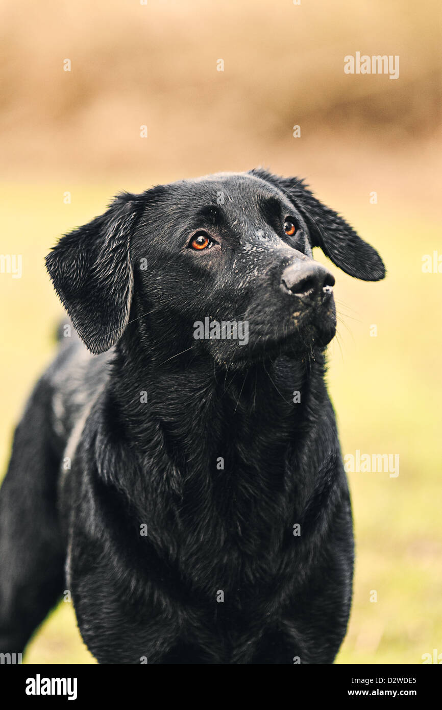 Black Labrador Portrait Stock Photo - Alamy