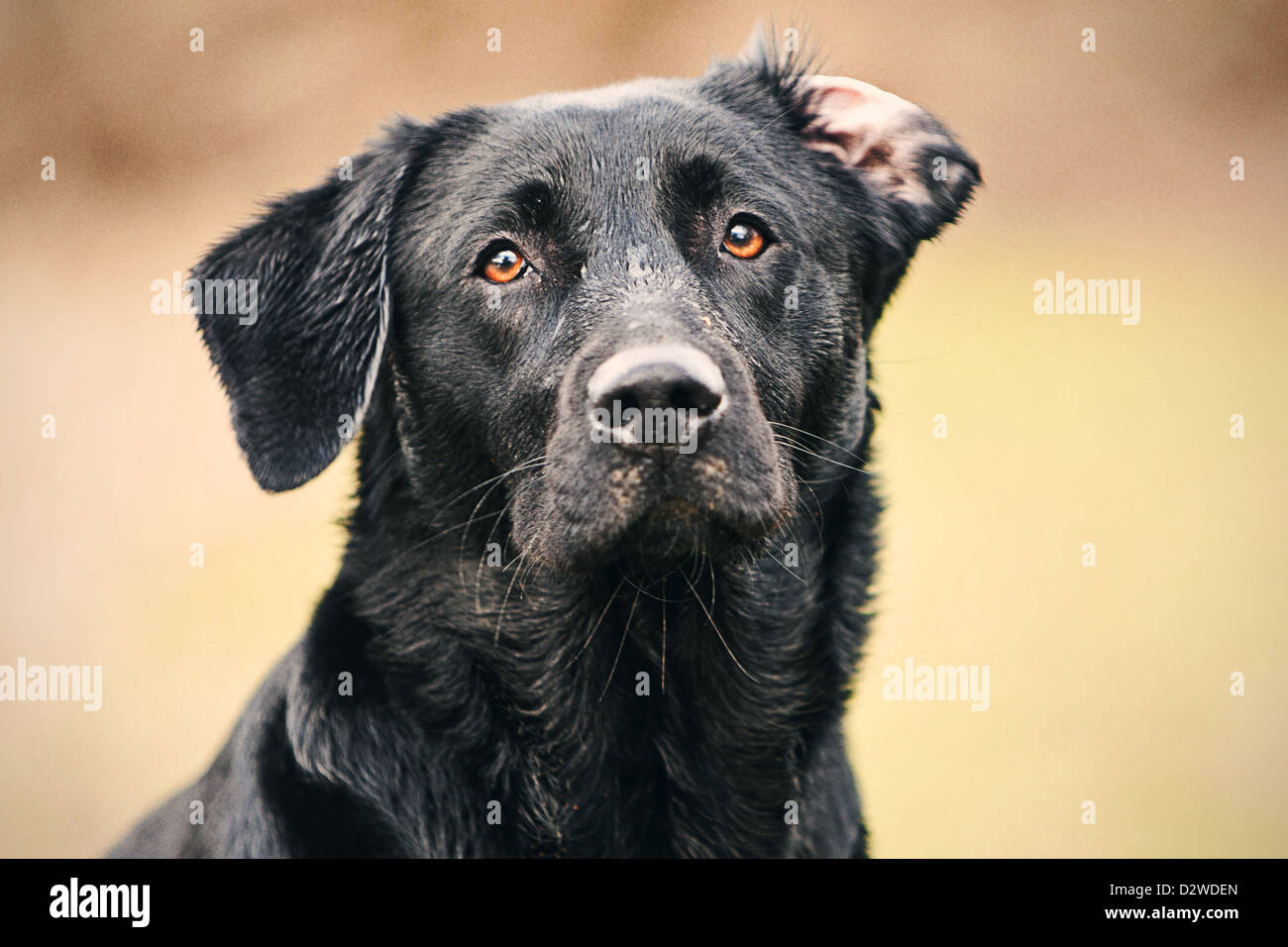 Black Labrador Portrait Stock Photo - Alamy