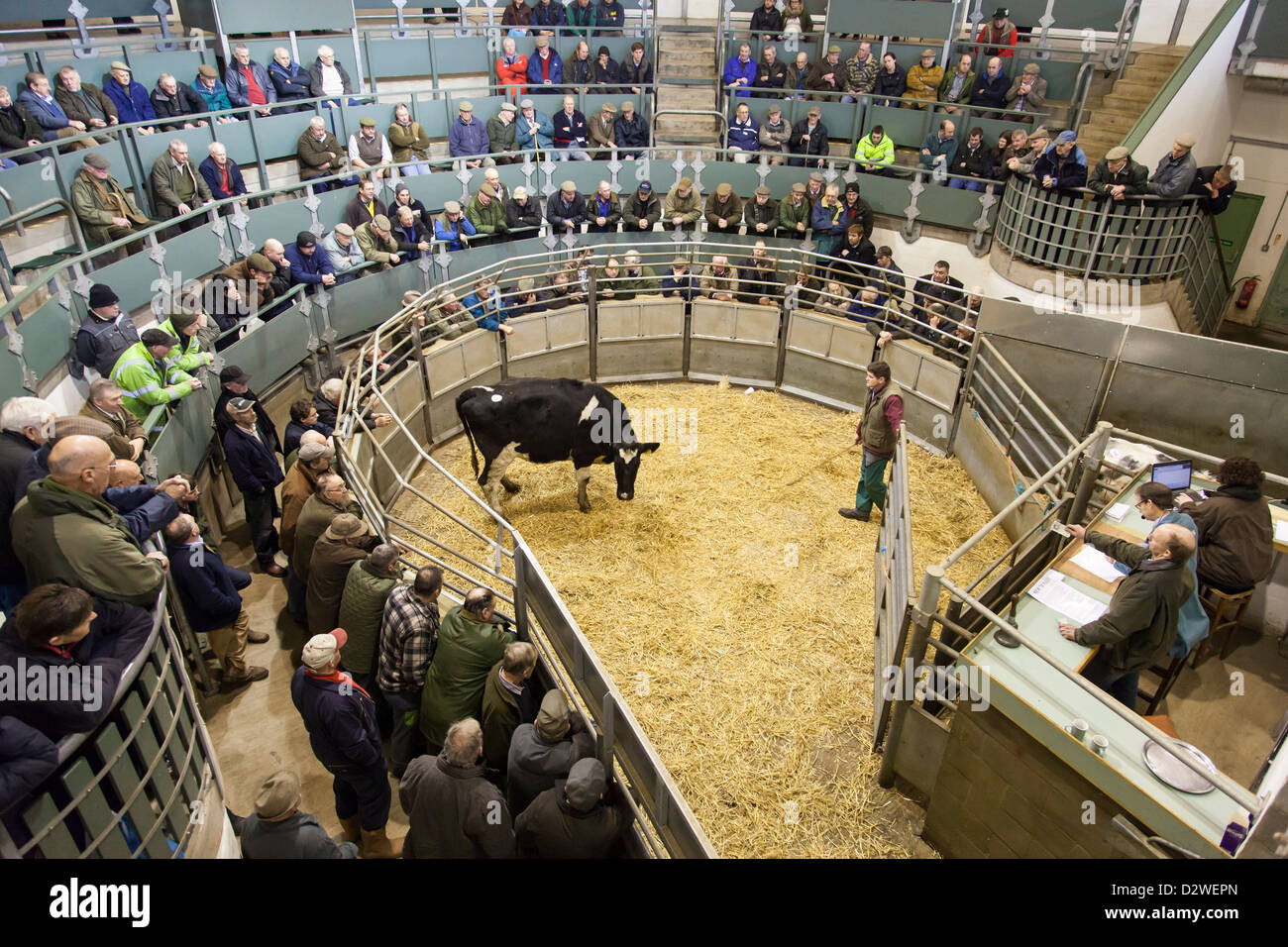 Bakewell Cattle Market High Resolution Stock Photography and Images - Alamy