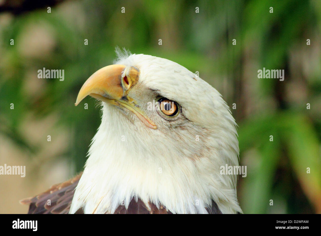 A Bald Eagle poses with its head up Stock Photo - Alamy