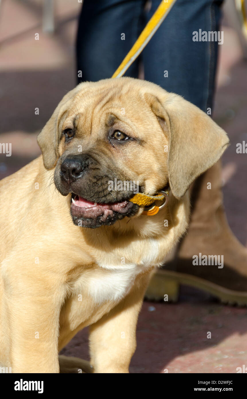 Corso puppy dog on a leash Stock Photo - Alamy