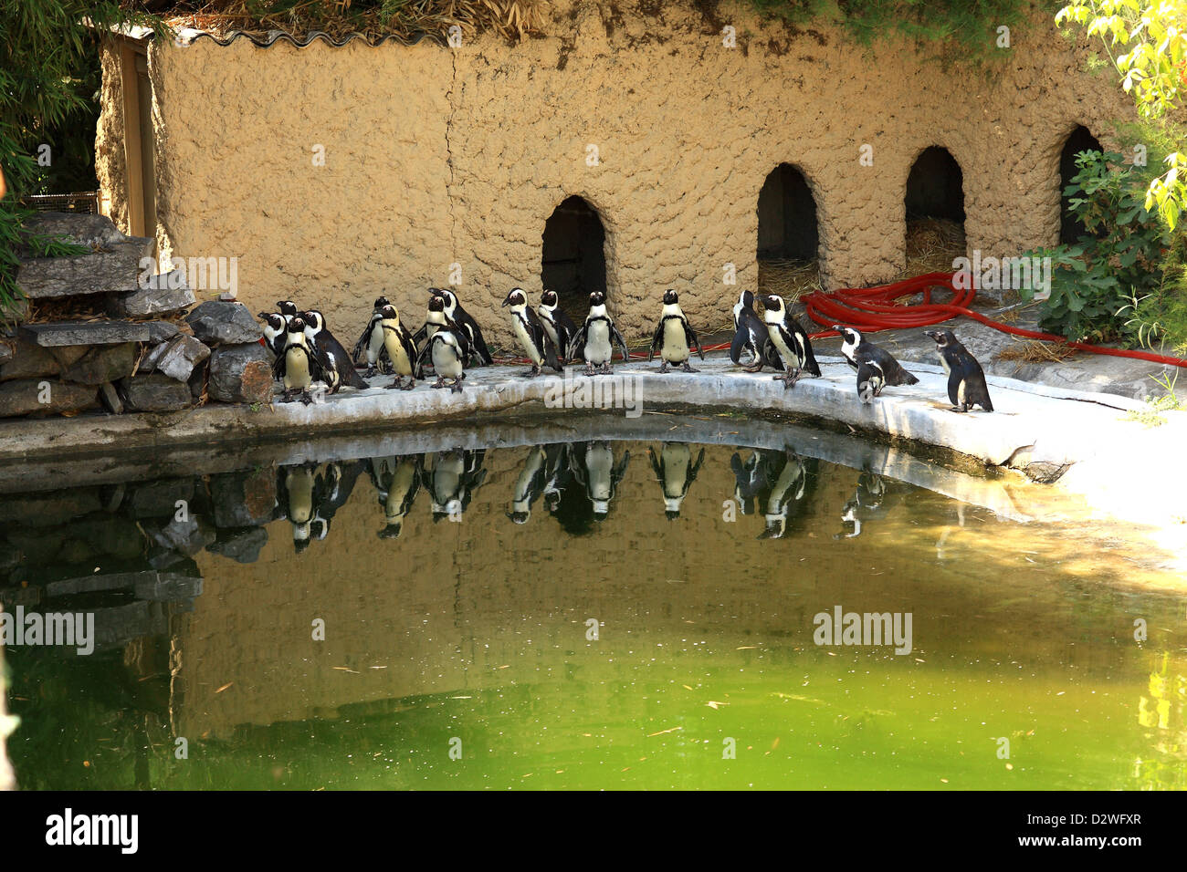 African penguins in pool wildlife hi-res stock photography and images ...