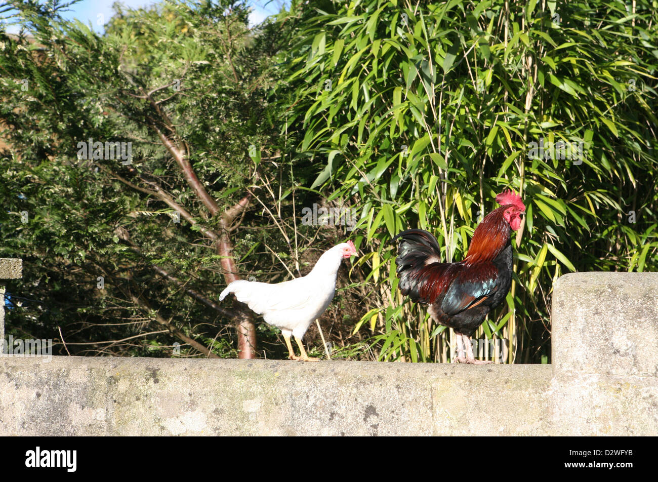 Cockerel and hen Stock Photo - Alamy