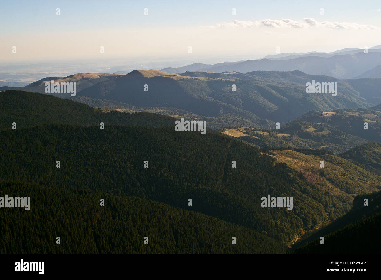 Forest horizon line hi-res stock photography and images - Alamy