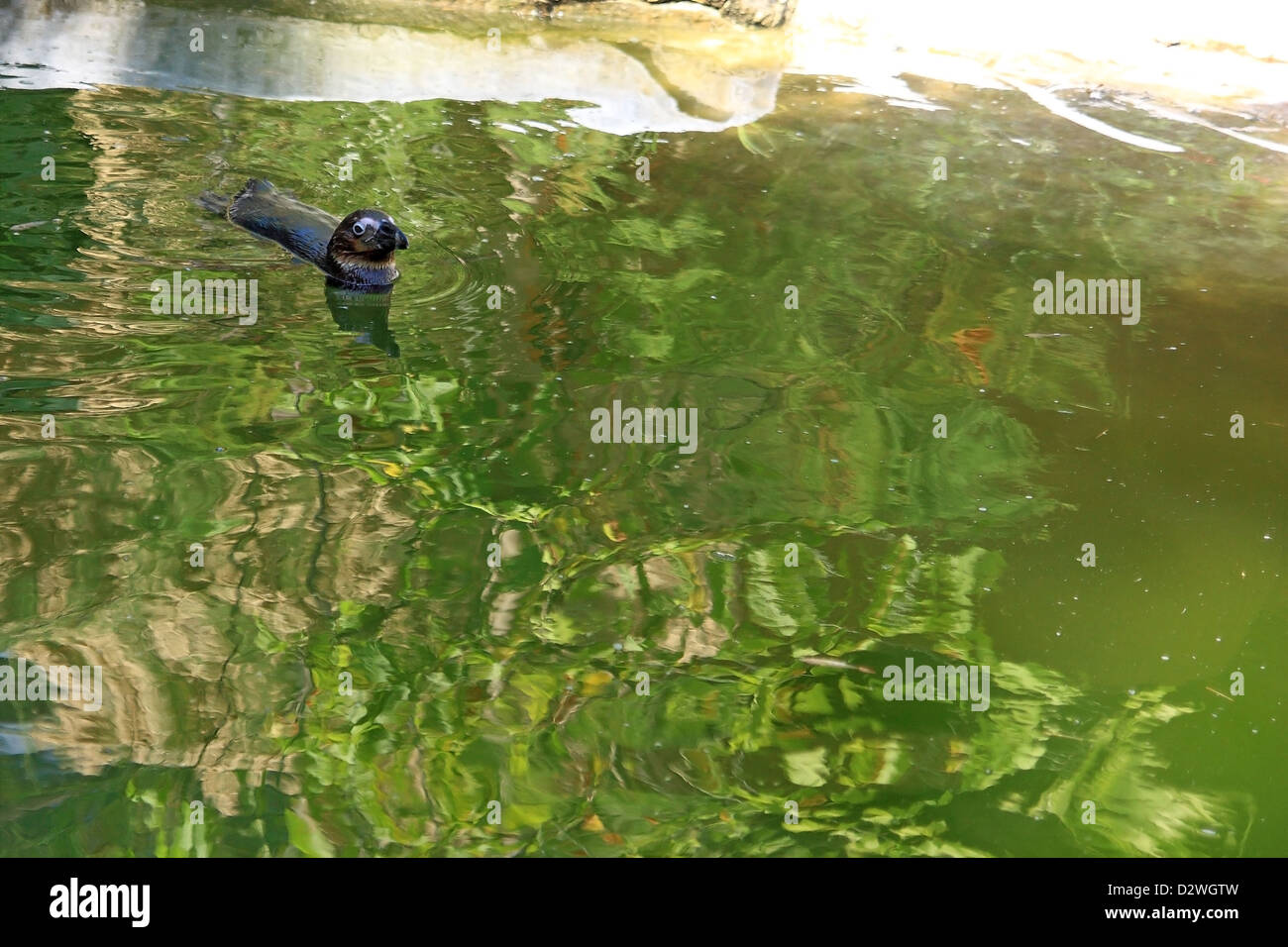 African Penguin (Spheniscus Demersus) swimming in a pool in a zoo with ...