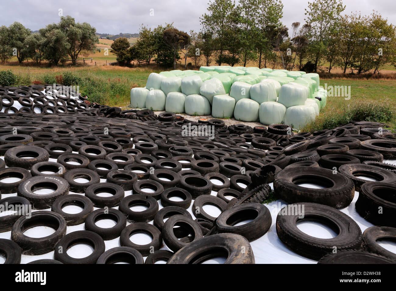 Wrapped hay bales on farm in Northland Stock Photo - Alamy
