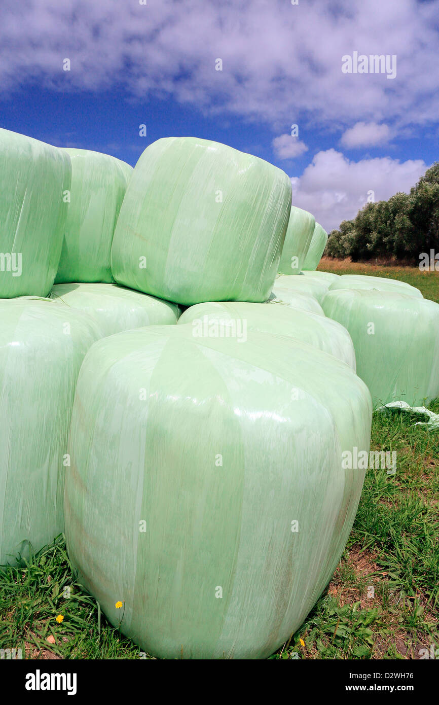 Wrapped hay bales on farm in Northland Stock Photo - Alamy