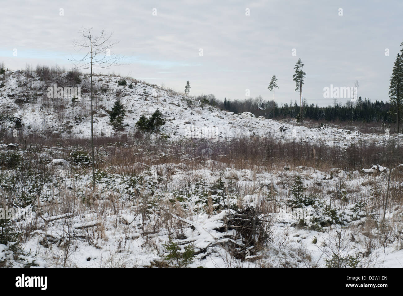 Clear-cut area with growing birch and spruce Stock Photo - Alamy
