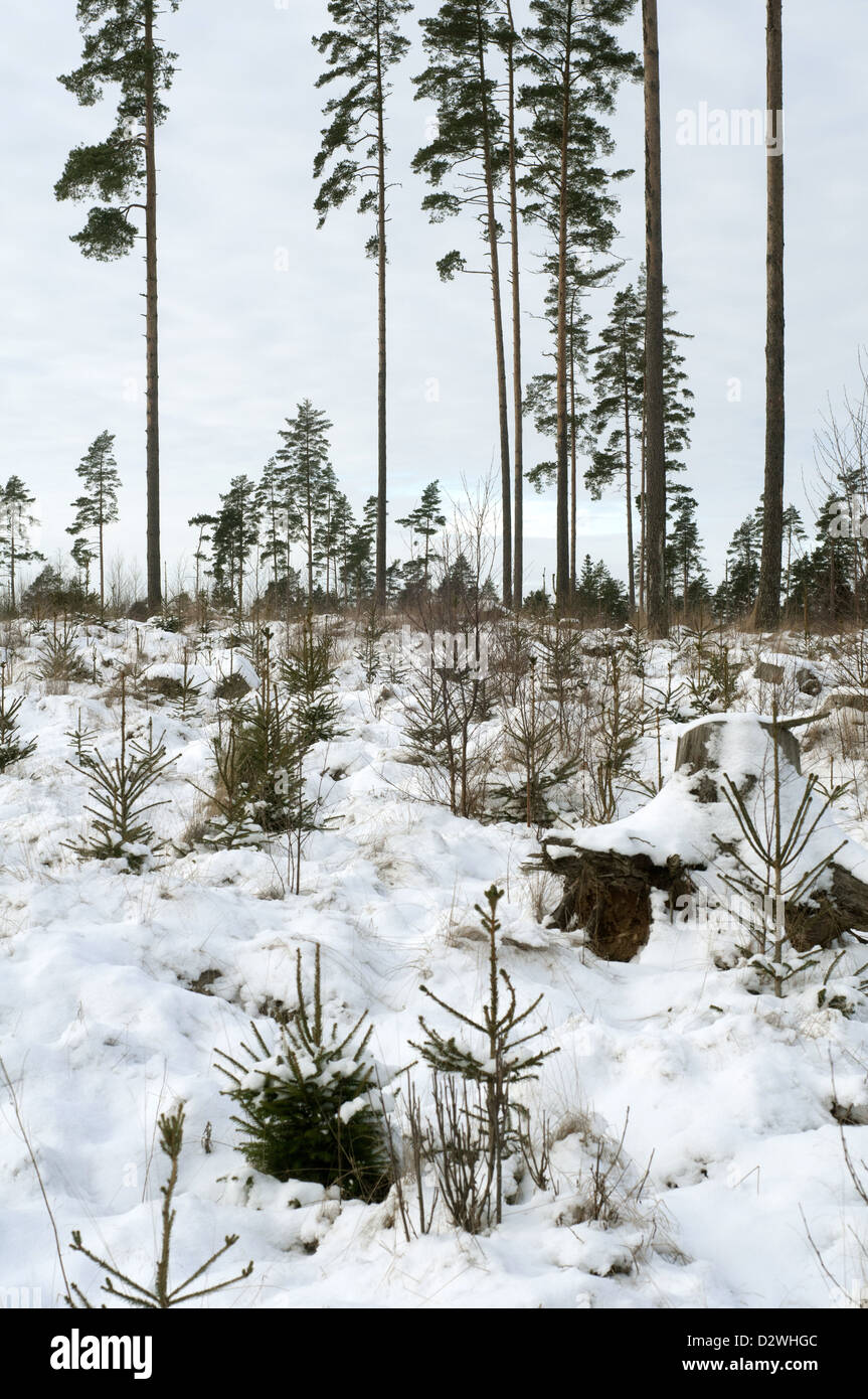 Clear-cut area with solitary pine trees left Stock Photo - Alamy