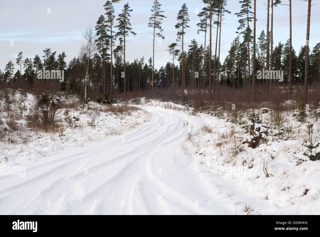 Clear-cut area with solitary pine trees left Stock Photo - Alamy