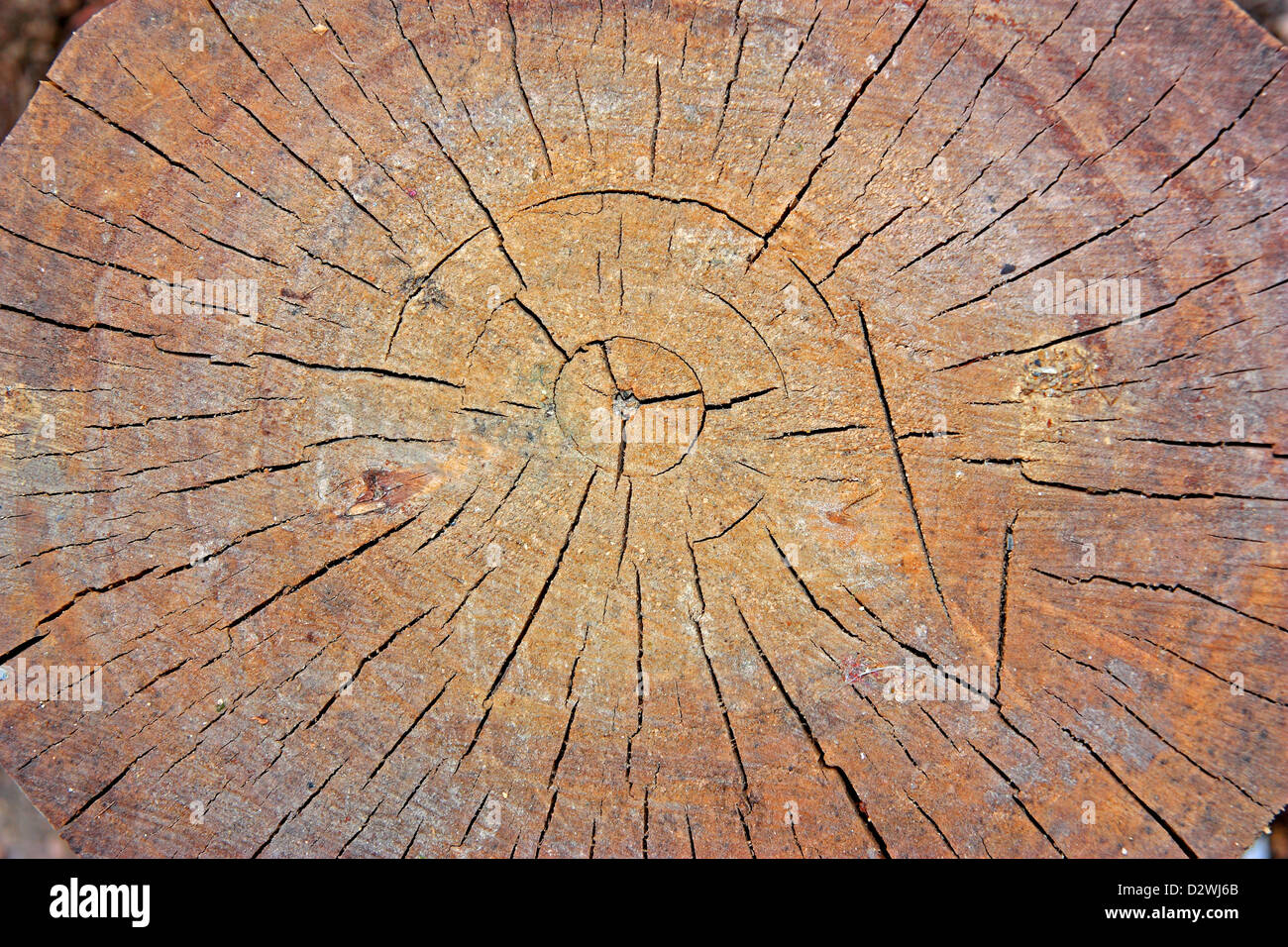 Tree rings full frame Stock Photo - Alamy