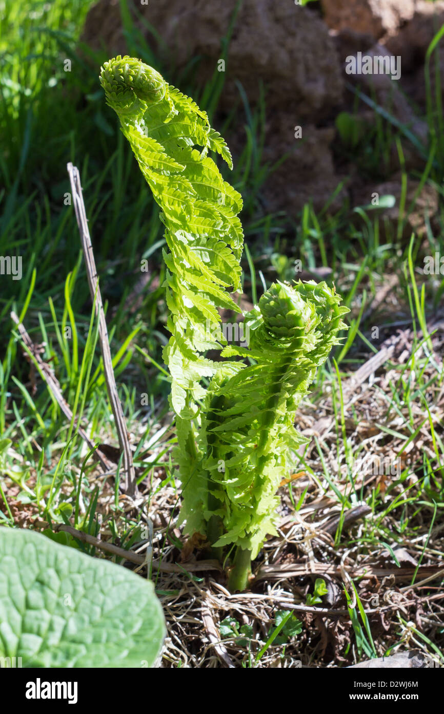 Fern life cycle hi-res stock photography and images - Alamy