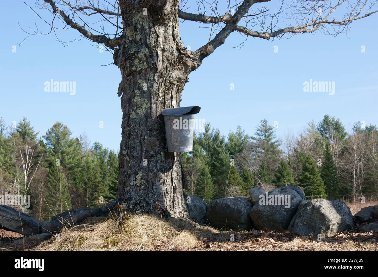Full-length view of a metal bucket used to collect tree sap to make ...