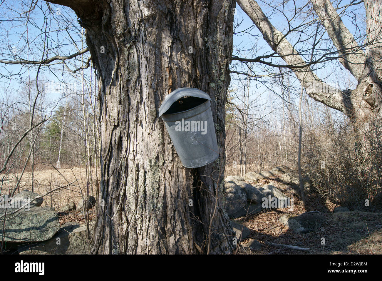 Full-length view of a metal bucket used to collect tree sap to make ...