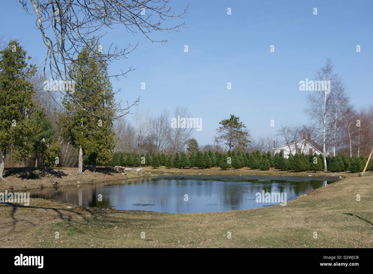 Full-length view of trees growing at a Christmas tree farm in Maine ...