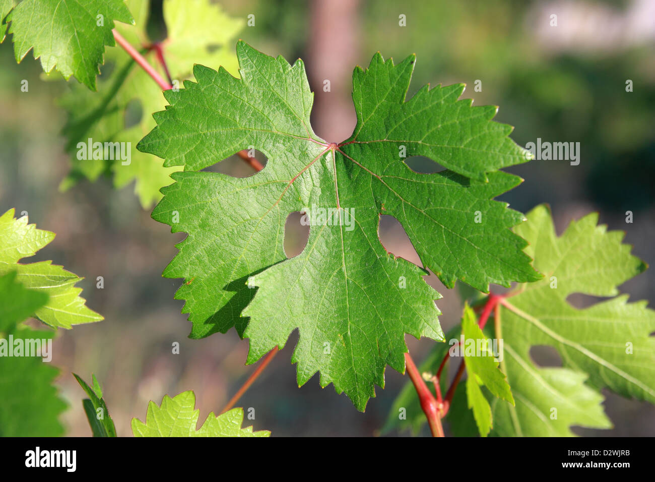 Grape leaf in a garden close up - Shallow DOF Stock Photo - Alamy