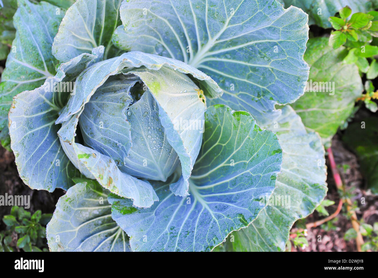 Row fresh cabbages in vegetable hi-res stock photography and images - Alamy